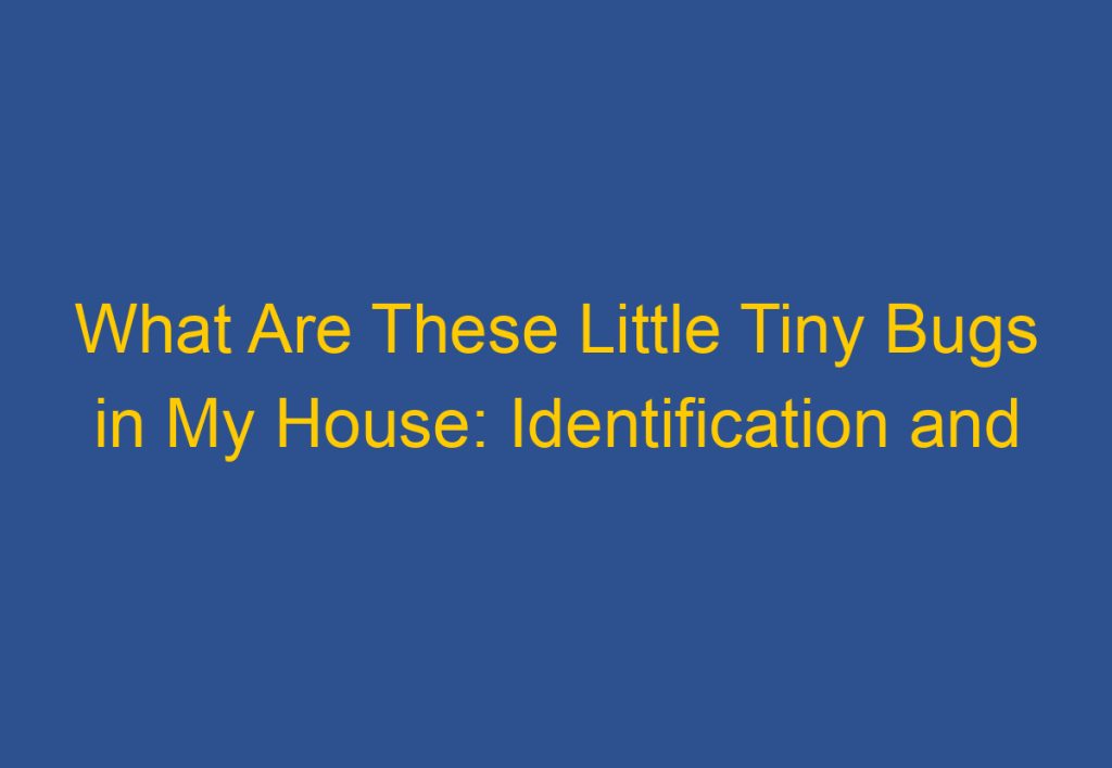 What Are the Tiny Little Bugs in My House? A Guide to Identifying ...