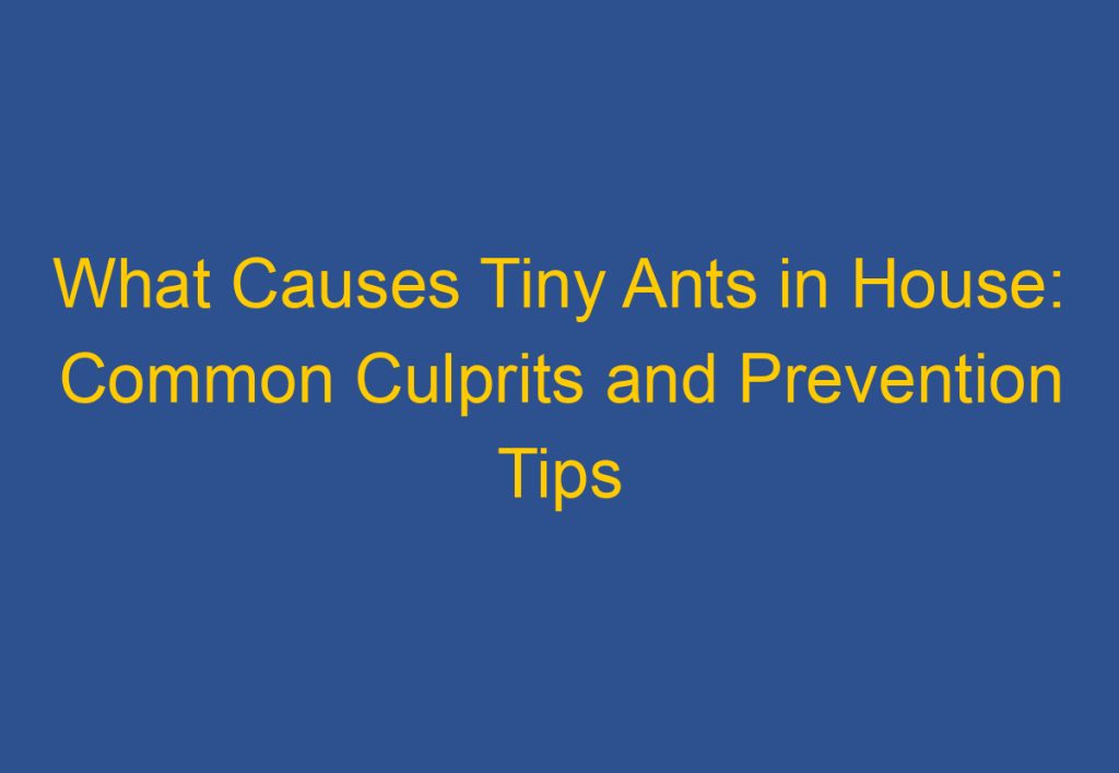 What Are Tiny Black Bugs in My House? A Guide to Identifying and ...